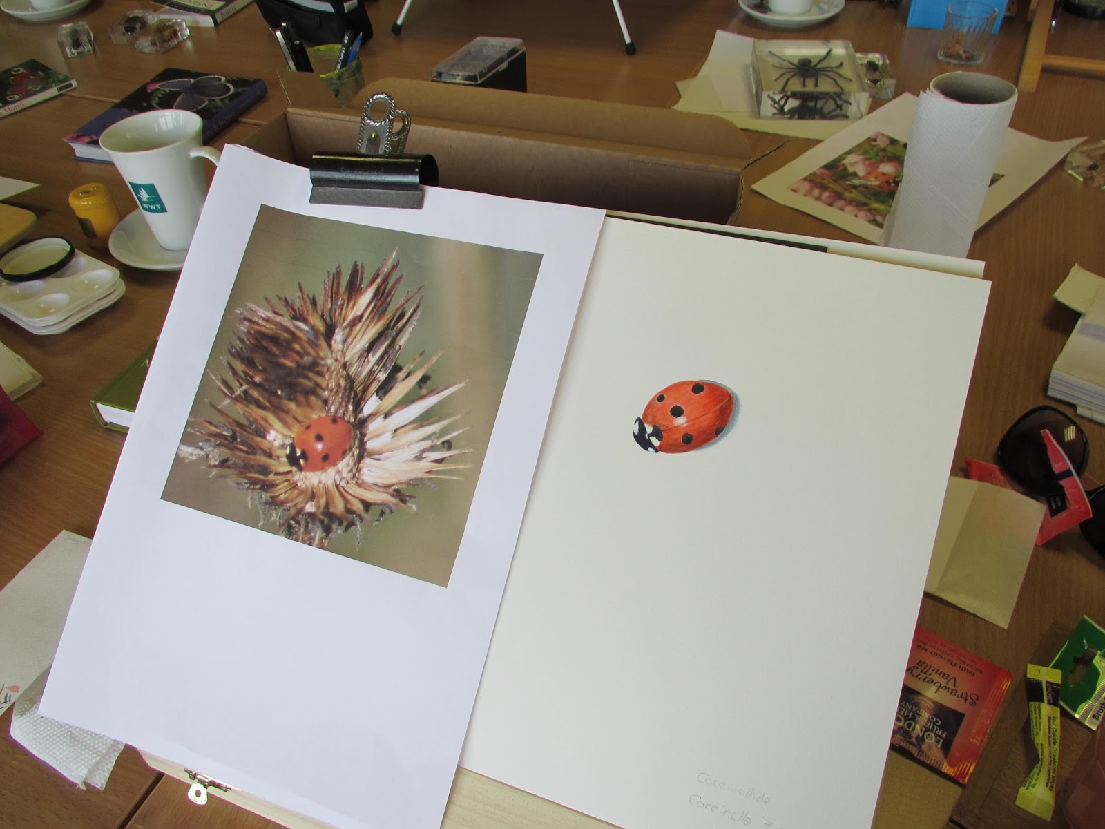 Cath Hodsman - Wildlife and Natural History Artist: 2013