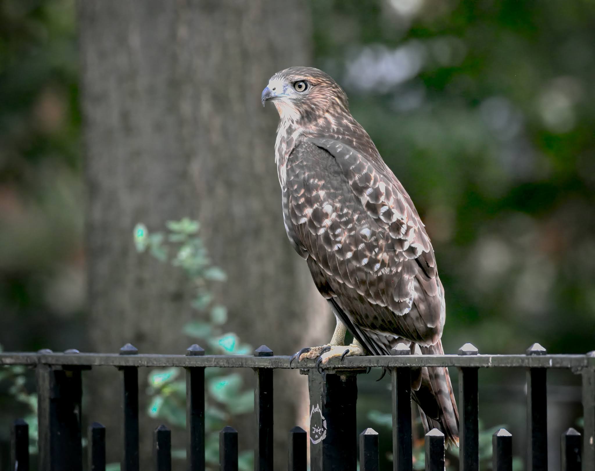Laura Goggin Photography: Tompkins Square red-tailed hawk fledgling ...