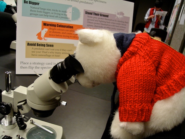 SATW Canada Travelling Teddy Bear Blog: Bella Bella browses the Beaty ...