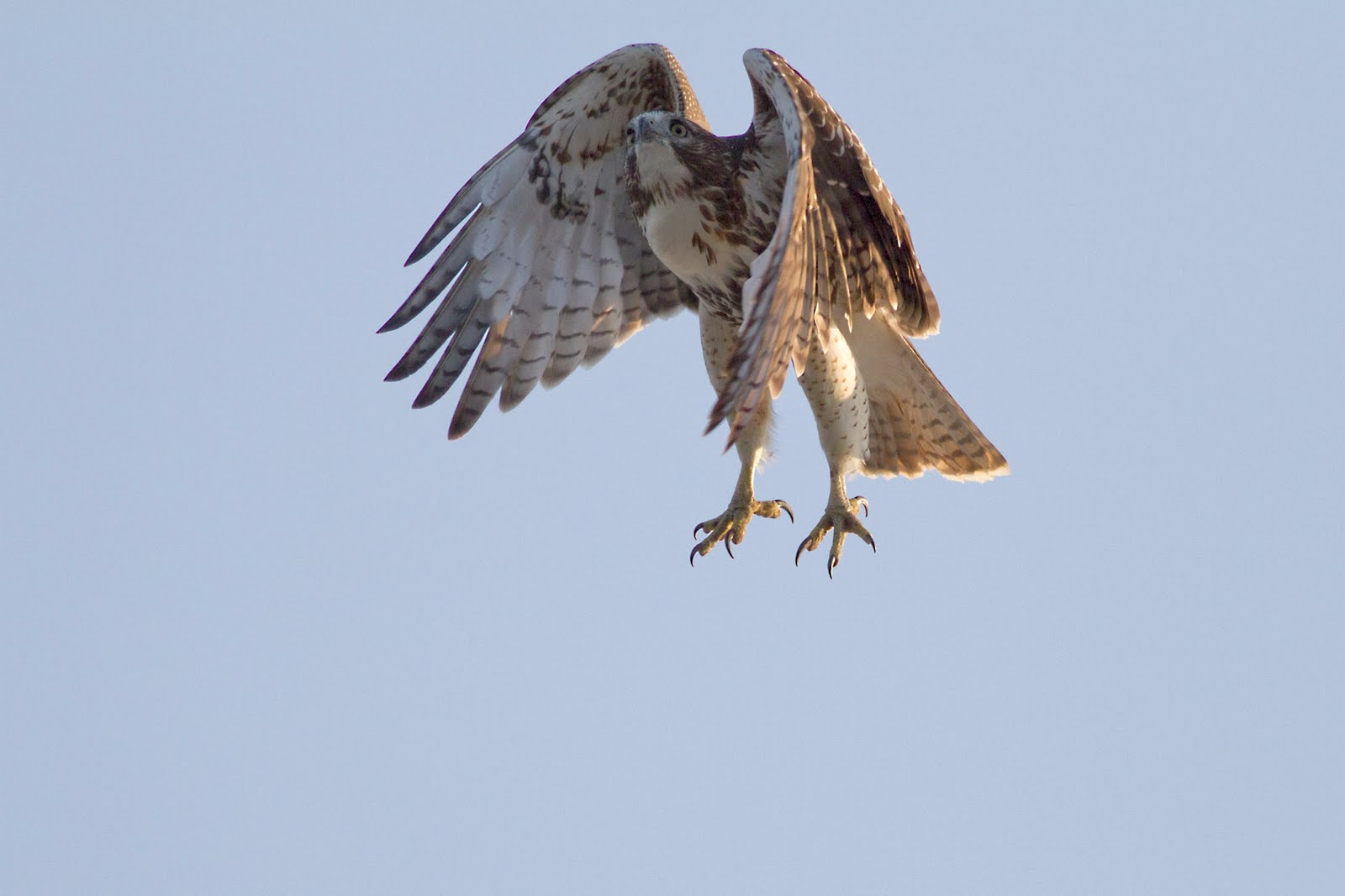 Red-Tailed Hawk Nest 2009-2017: Juvenile Red tailed hawk with full crop ...