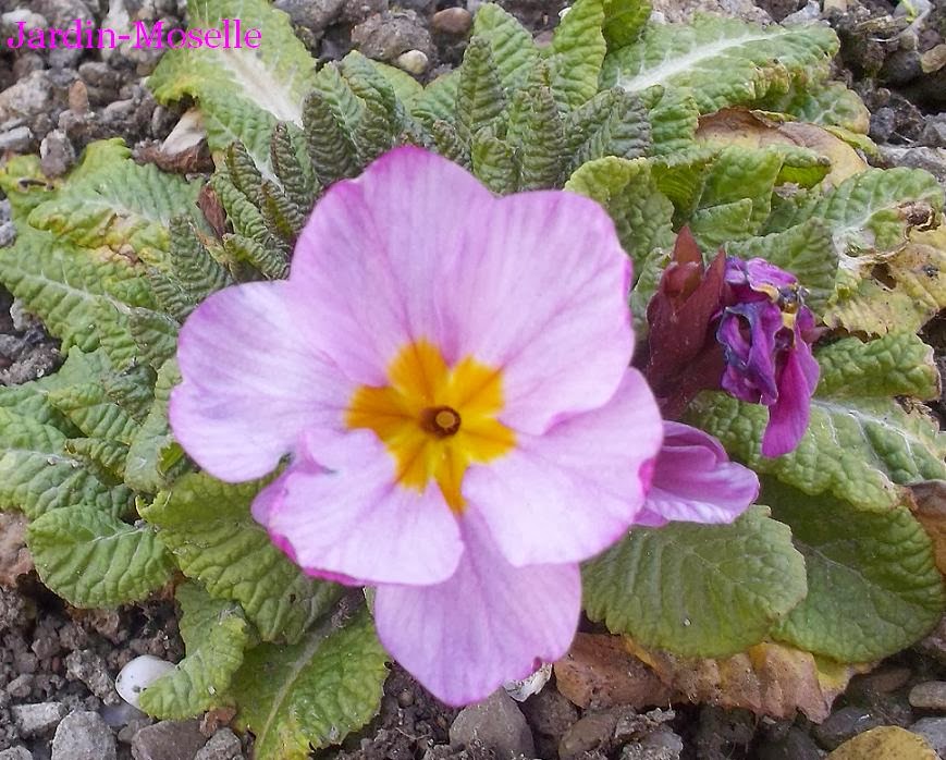 Mon Jardin en Moselle: Ces jolies primevères Mon Jardin en Moselle: Ces jolies primevères
