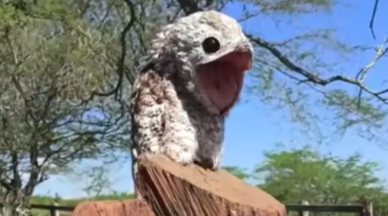 A Bird With A Terrifying Appearance Scared A Resident Of Colombia