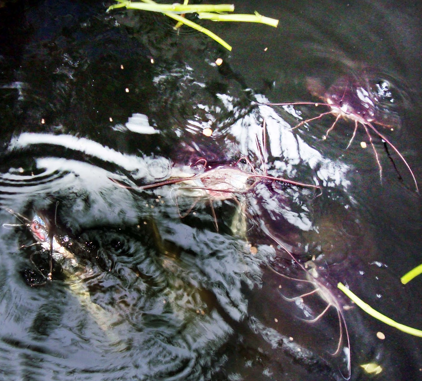 Living with Nature - School on Blog by Dr. Abercio V. Rotor: Pet Hito