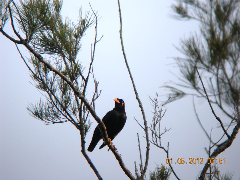 Birdwatching In Miri, Sarawak: Bird Watching at Piasau camp Miri