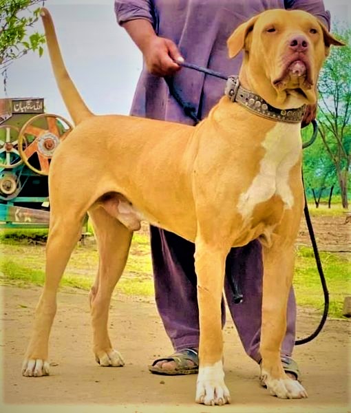 Bully Kutta dog history, breed information, description, personality ...