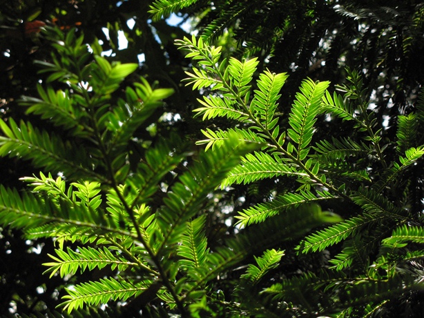 Biodiversidad y Conservación: Una guía para restaurar los ecosistemas ...