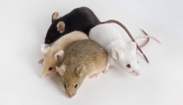 Top10 Rodents as Pets - Get One For Yourself Today