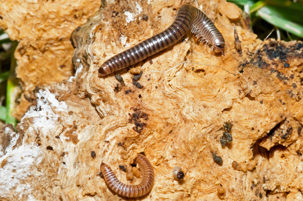 Bugs of Mackie: Millipede - Cylindroiulus caeruleocinctus