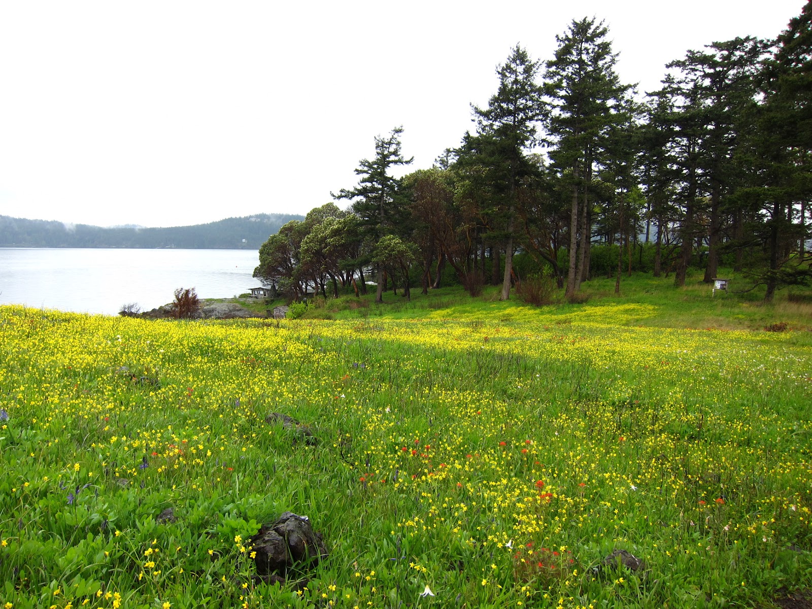 The San Juan Islands: A Sense of Place: Yellow Island: A Place of Beauty