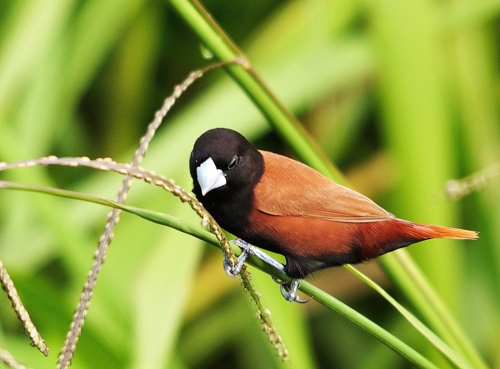 Aku Anak Wayang: Birding l Black Headed Munia