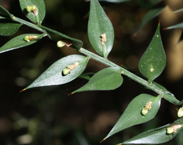 Glosario botánico con imágenes, letra C