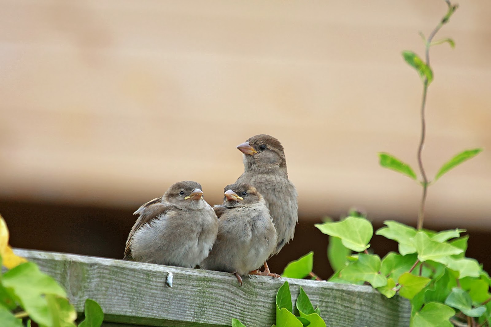 NatuurlijkNatuur: Huismus [Passer domesticus].