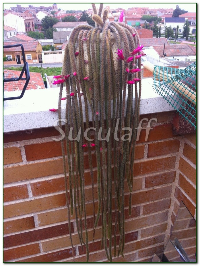 Aporocactus flageliformis - Cola de rata, Colgante, Flor del cuerno ...