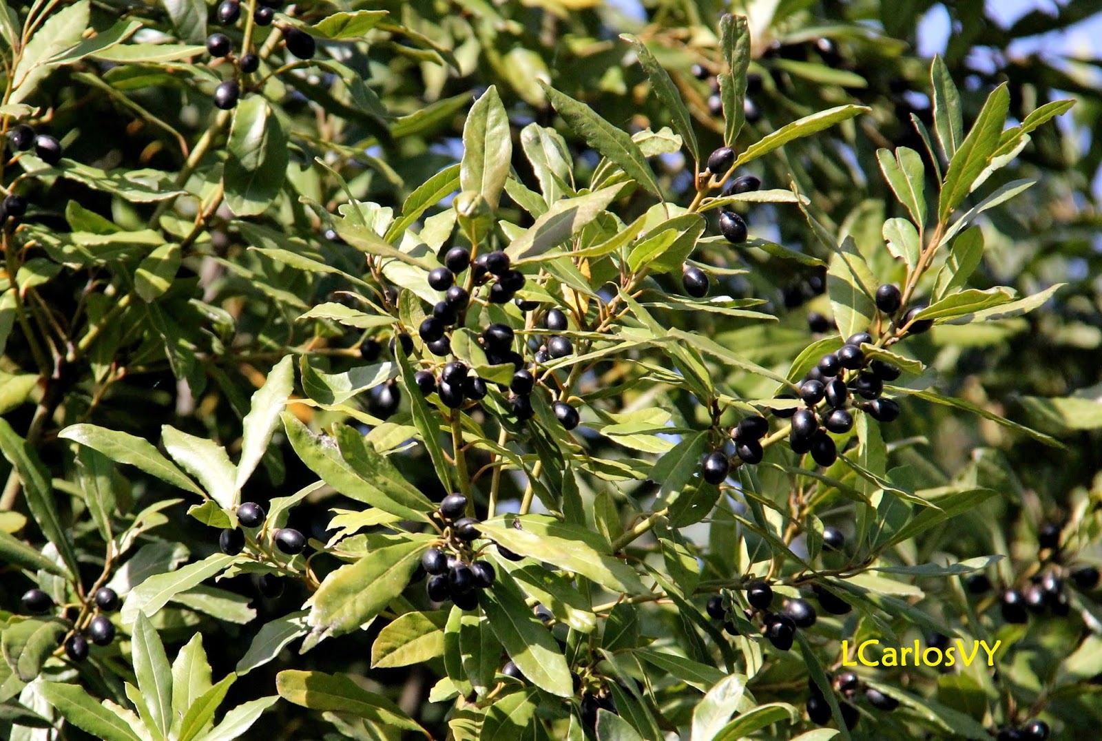 Arboles y arbustos silvestres de Asturias: Laurel, lloréu, choriu ...