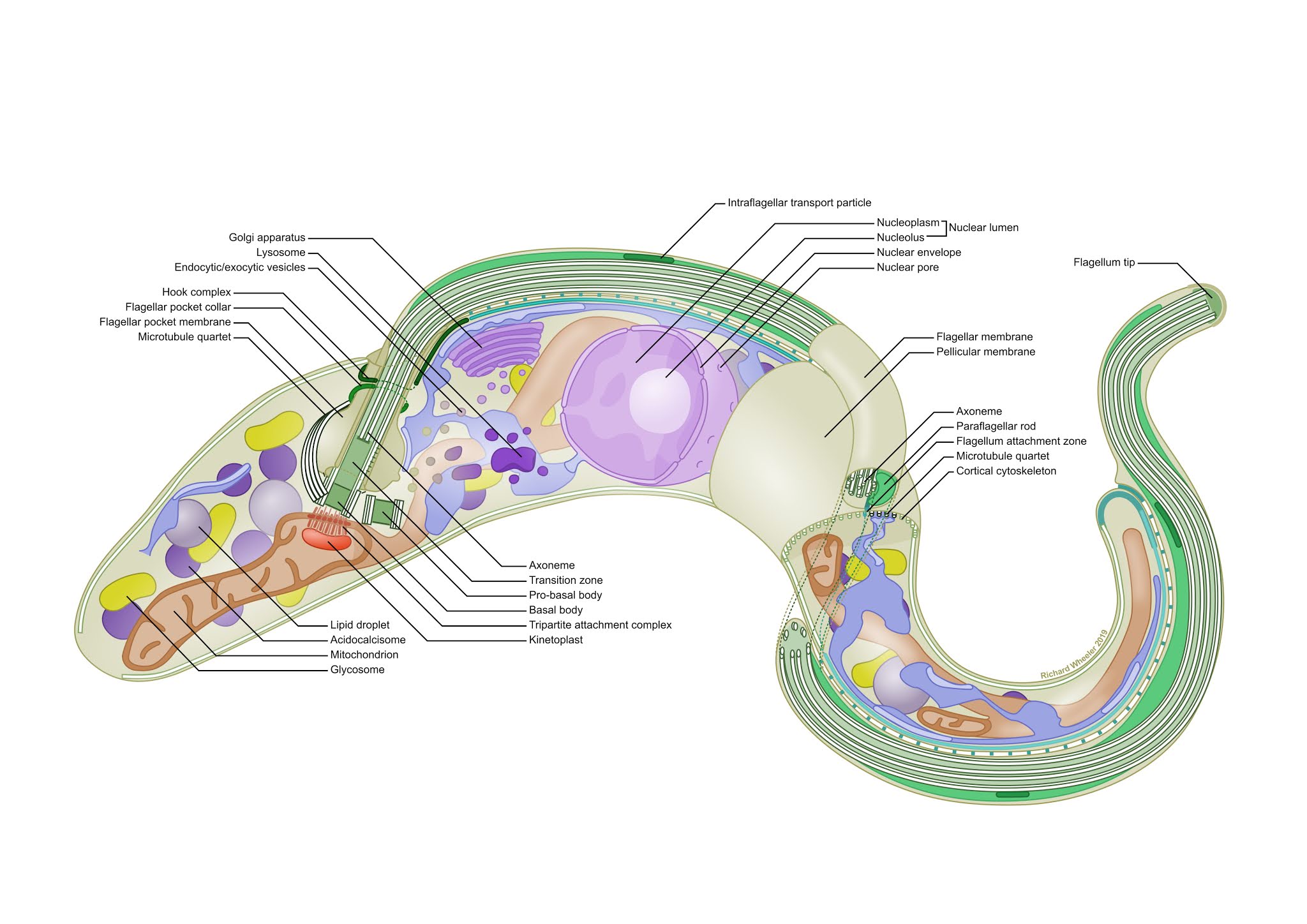 Trypanosoma Brucei Diagram