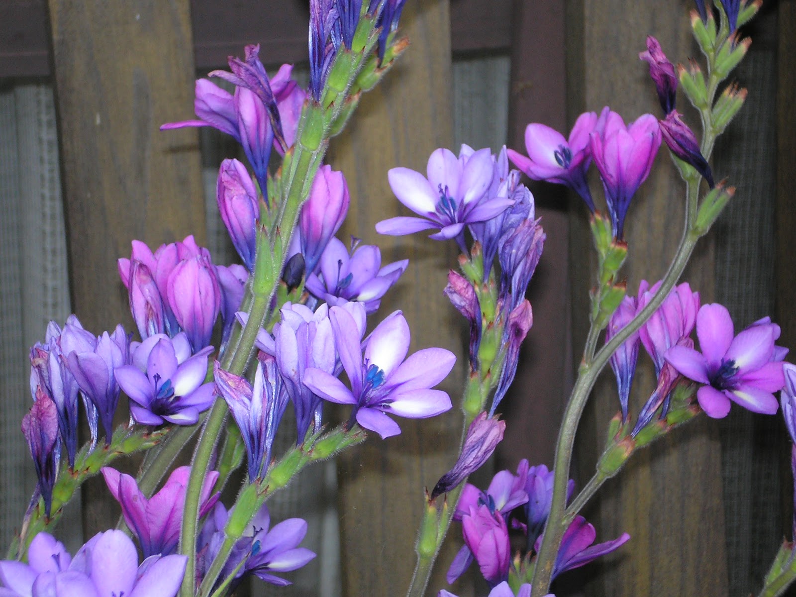 Chloe's Gardens: October 2012