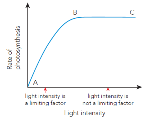6.1.1. Photosynthesis: principles and limiting factors | Biology Notes ...