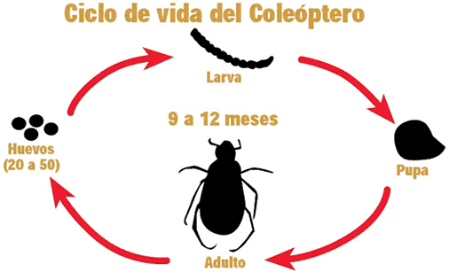 ENTOMOLOGIA "ORDENES DE INSECTOS": ORDEN COLEOPTERA