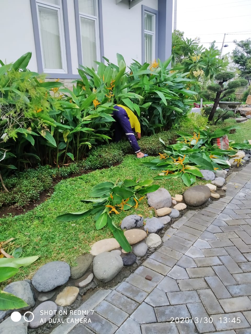 TIPS CARA PERAWATAN TAMAN OLEH SINOX NURSERY ~ SINOX NURSERY