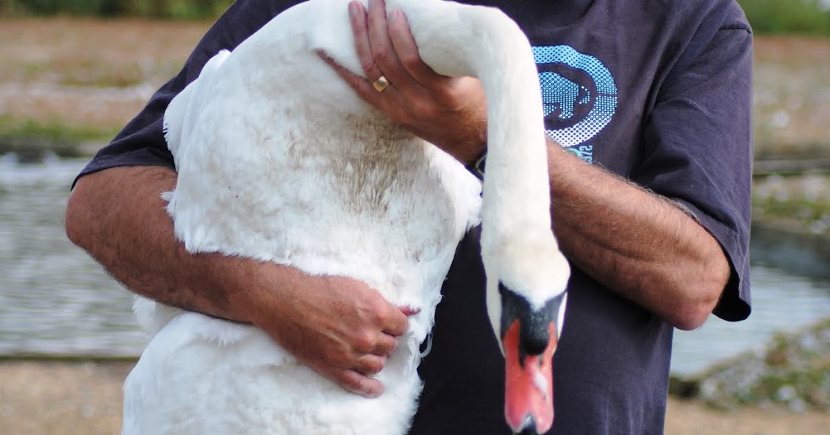 Professor P.Brain's blog: Swan Power