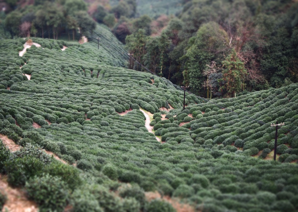 China: the tea fields of Longjing- the source of the best tea in China ...