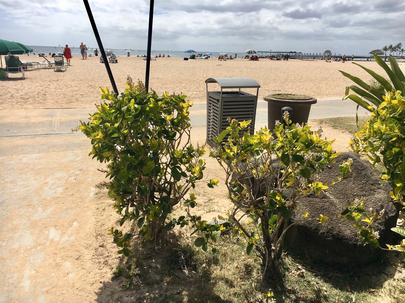Pseuderanthemum carruthersii var. carruthersii (Variegated False ...