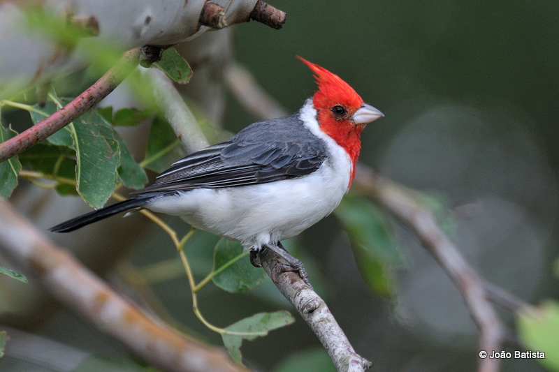 Festival Brasileiro das Aves Migratórias: Cardeal