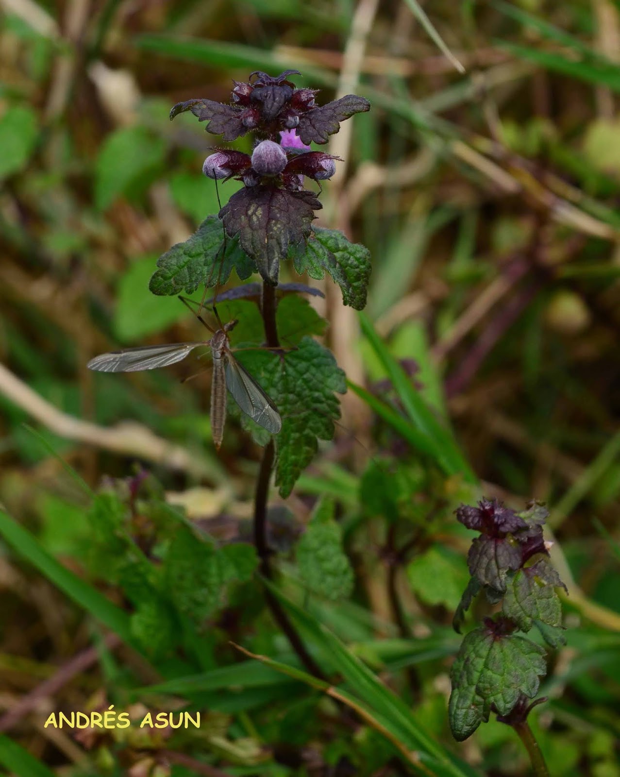Flores silvestres de la Cordillera Cantábrica: LABIADAS - Labiatae
