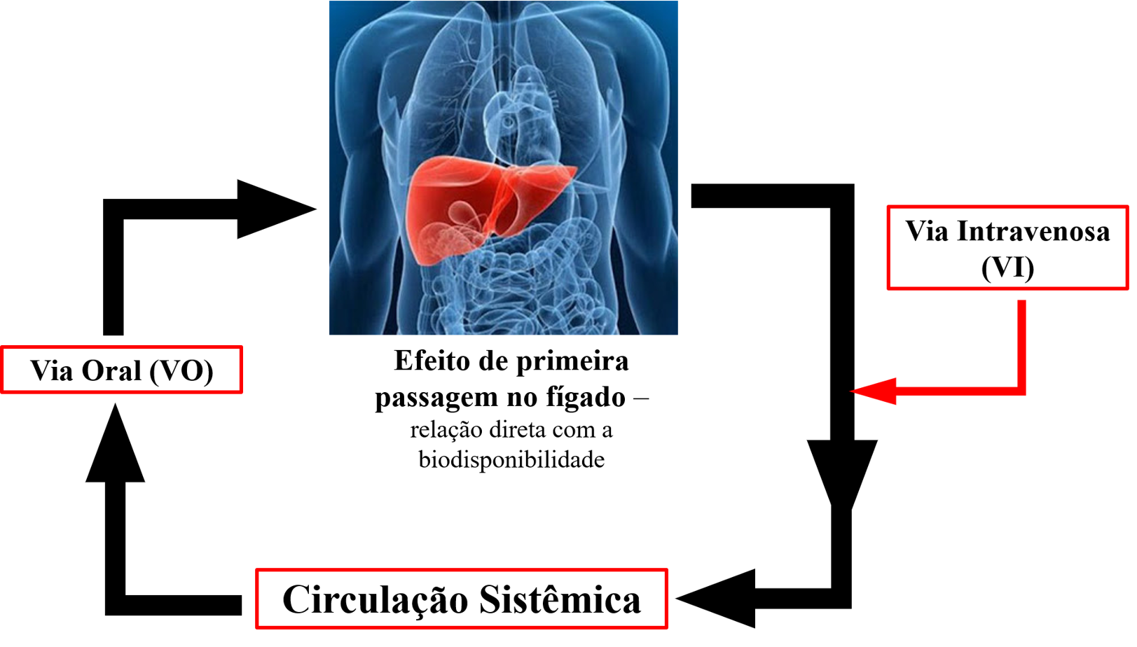 Quais São As Etapas Da Farmacocinética - REVOEDUCA Quais São As Etapas Da Farmacocinética - REVOEDUCA