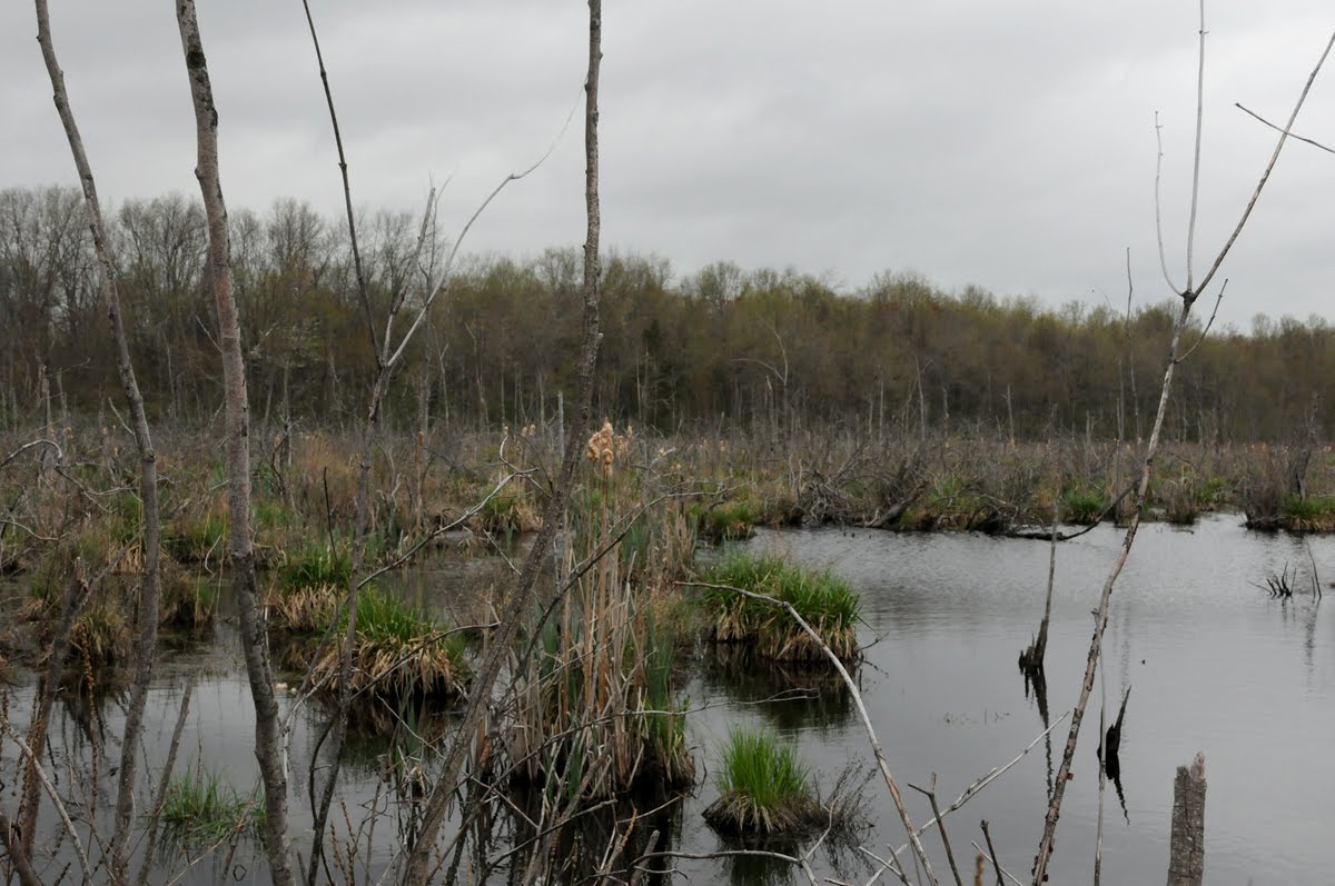 Looking for Jane Colden