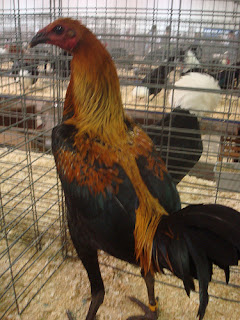 Breed Savers: Standard Old English Game Fowl