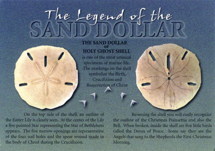 phila-by: The Sand Dollar or Holy Ghost shell - postcard from US