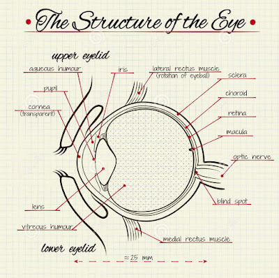 Simple eye diagrams | Easy eye diagram | Labeled eye diagram - Pharmacy ...