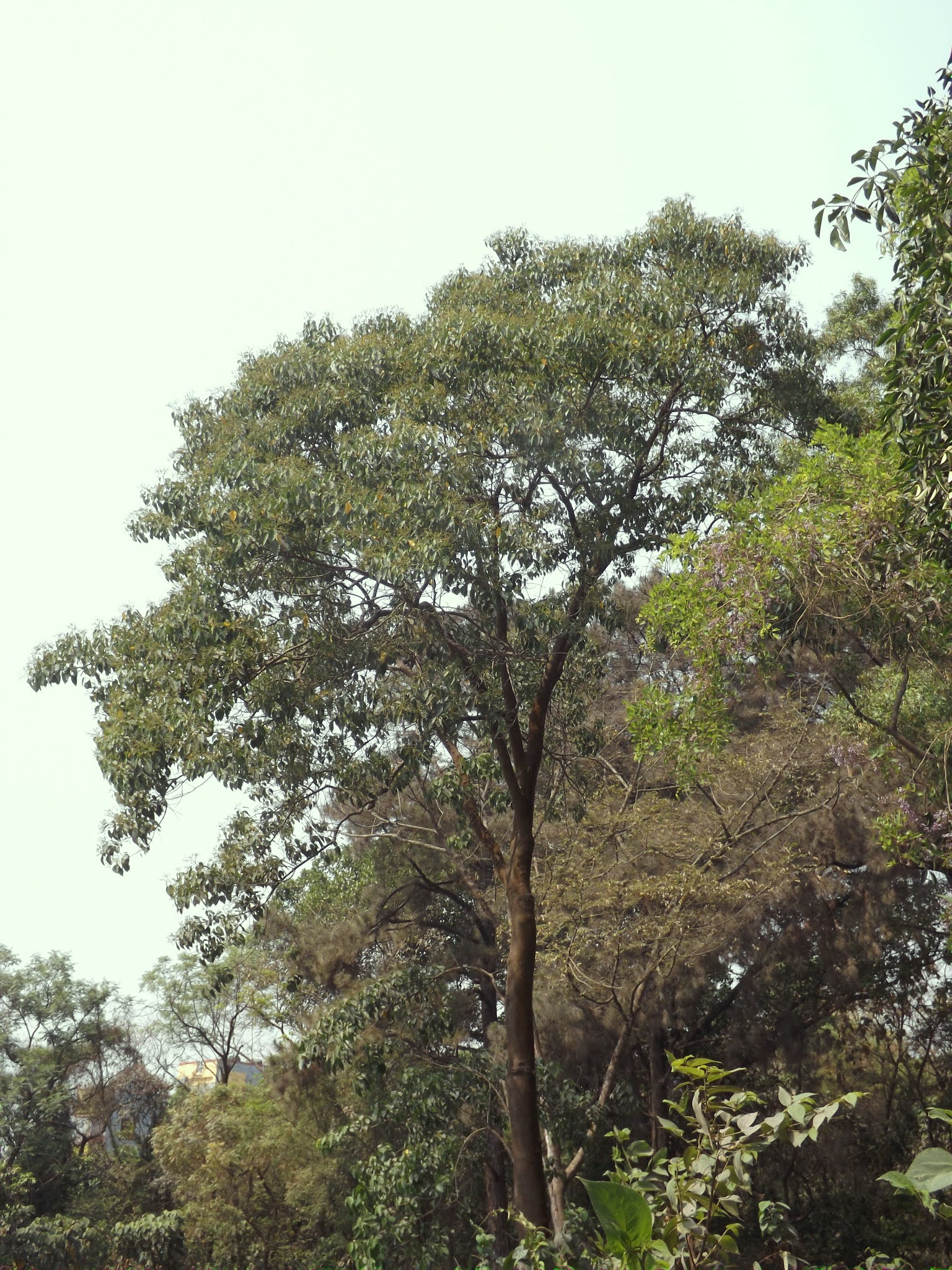 Boloch or Bolosh, Balakata baccata