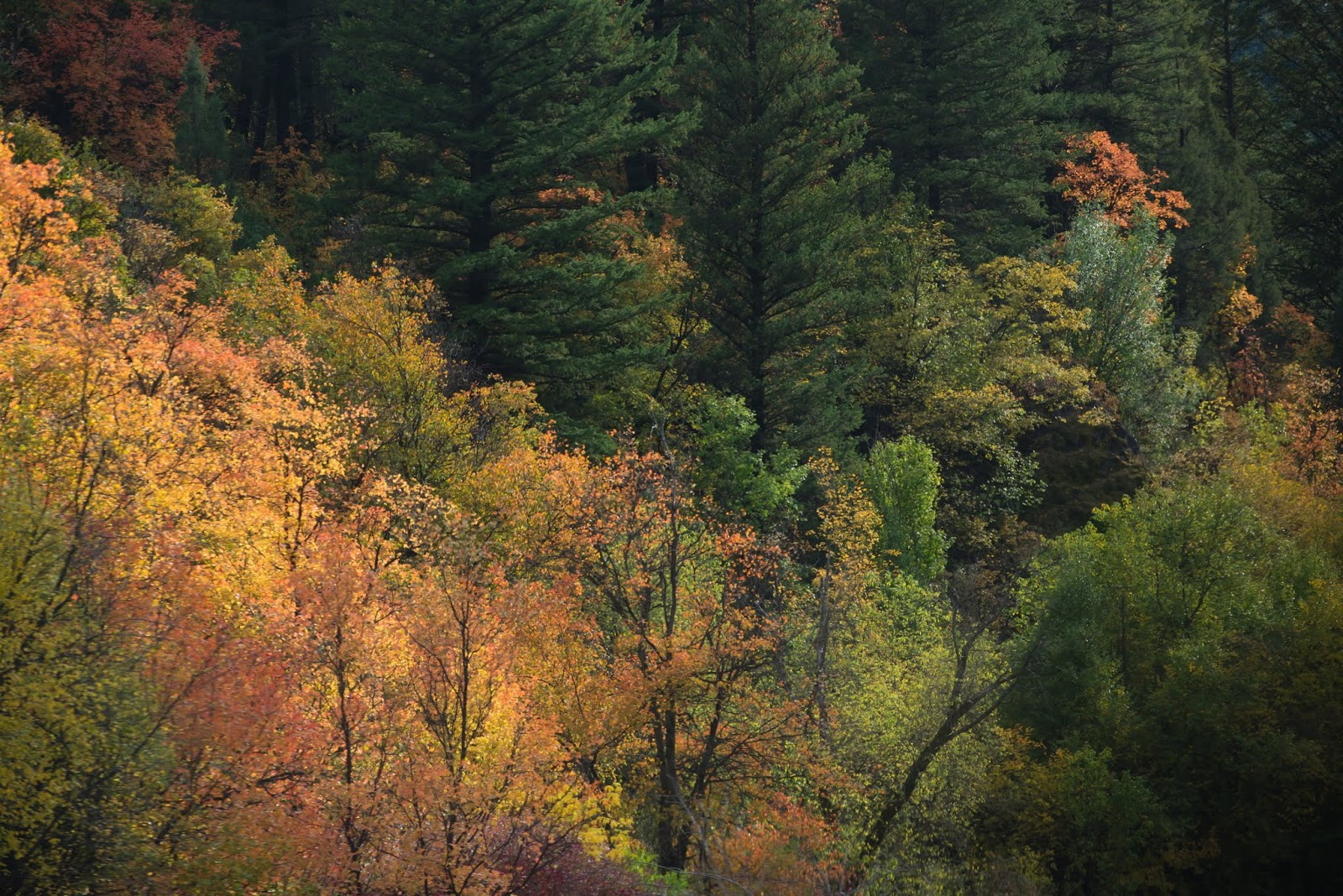 Fall Colors 2019 - Logan Utah