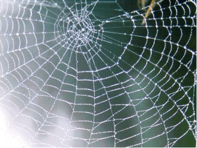 Theme: Natural Forms : Natural forms