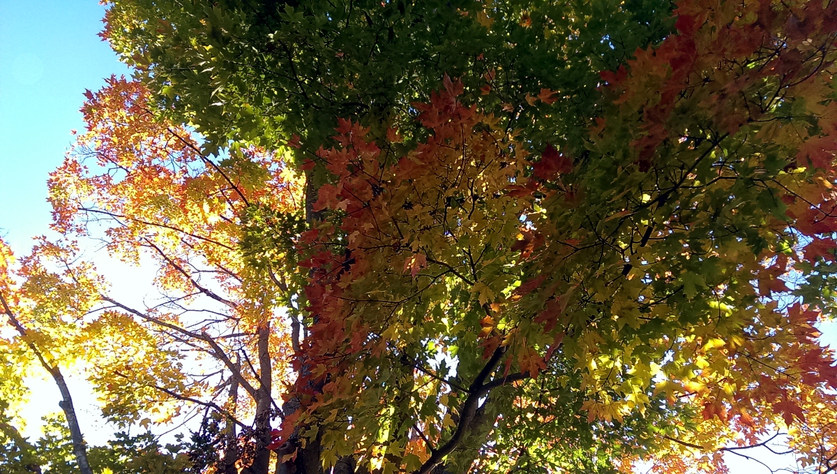 Sugar Maple Tree - Fall Foliage Splendour
