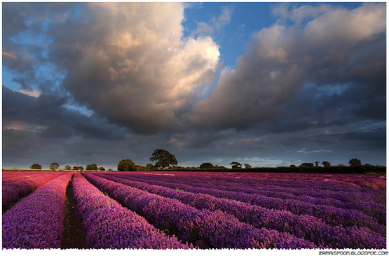 Menarik ! Keindahan Ladang Bunga Lavender Yang Menakjubkan. ~ zamrispoon