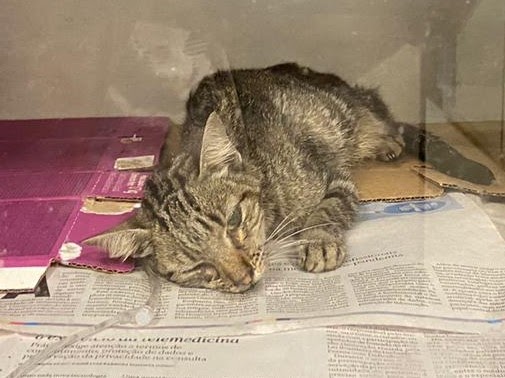 Dra. SUELI MEIRELLES: A BREVE HISTÓRIA DE MEGUI - Artigo