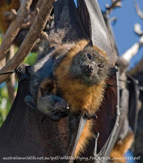 Megabat, Flying-fox, Fruit Bat Article - australianwildlife.net.au