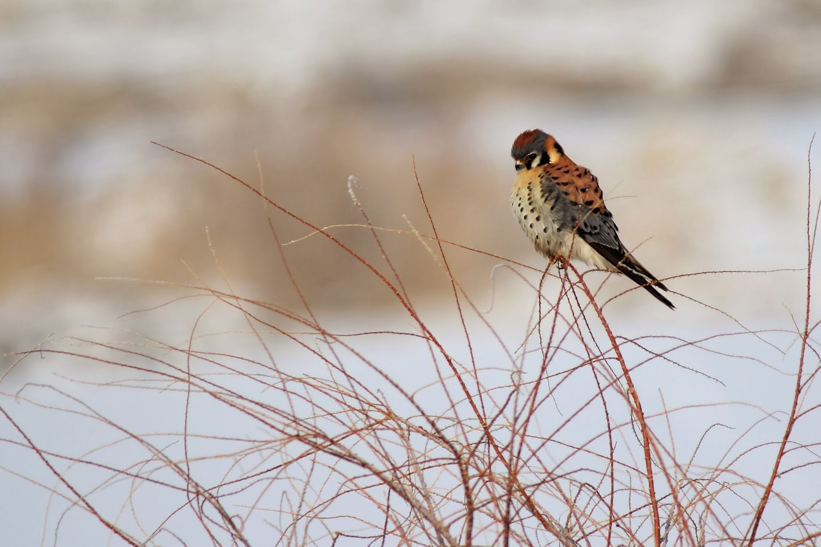 Utah Birders | Birding Blog, Utah Birds, Utah Birding, Utah Bird ID ...