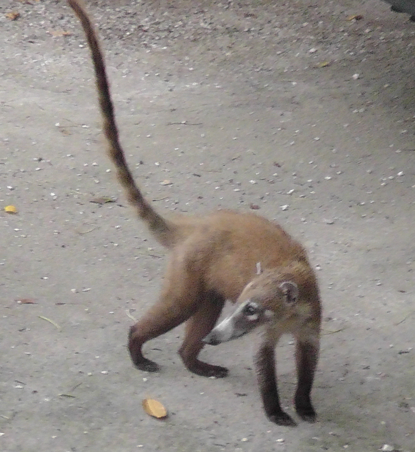 del Mundo Maya - Yucatan: Akumal, Xcaret, Cozumel Diving