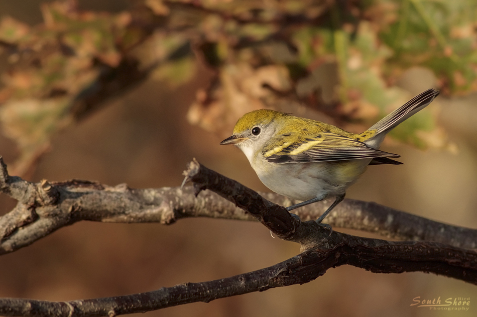 South Shore Birder: 2019