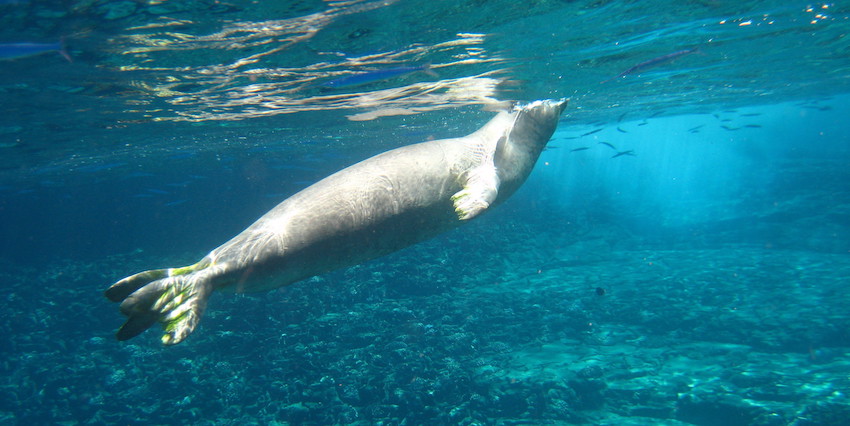 Chonk vs Cucumber: Measuring the Shape of a Seal