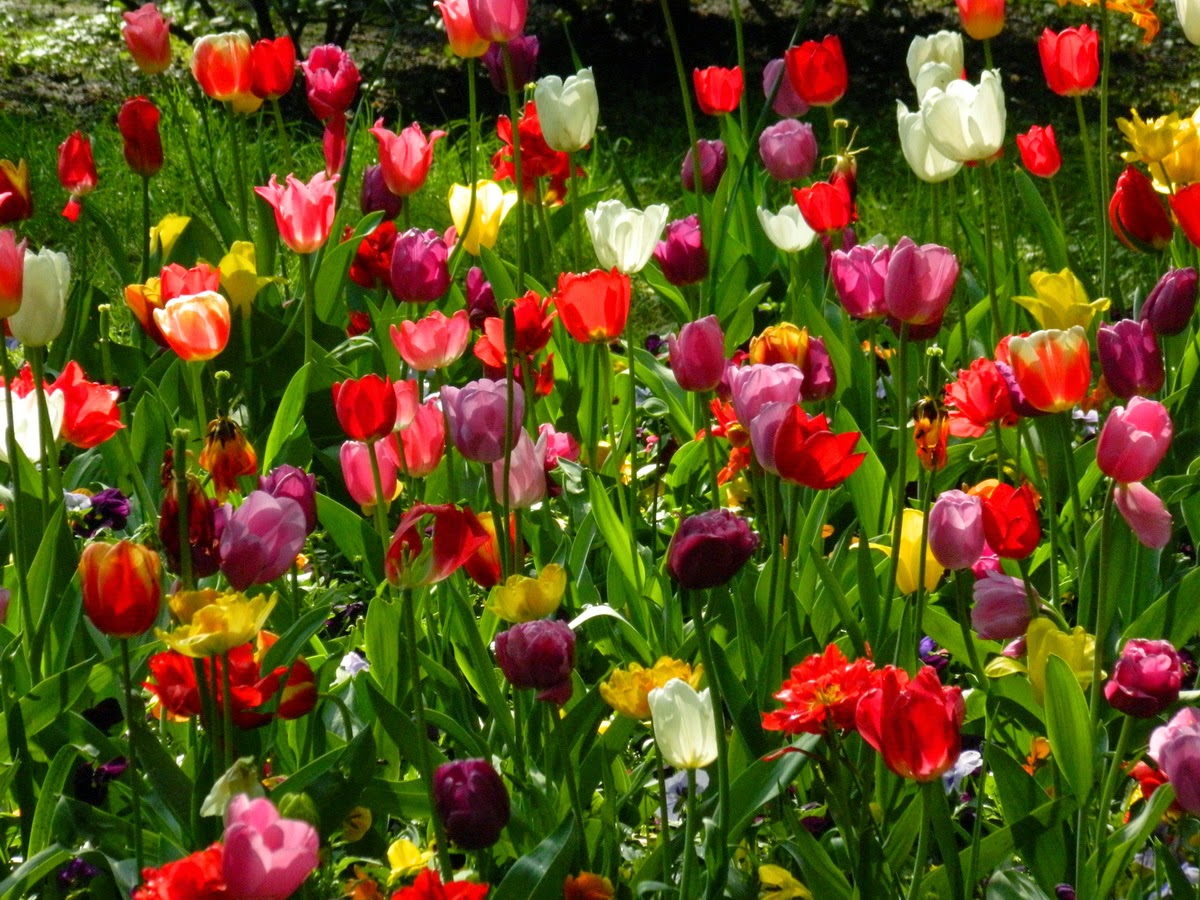 LA MULTI ANI, ROMANIA!: Lalele colorate