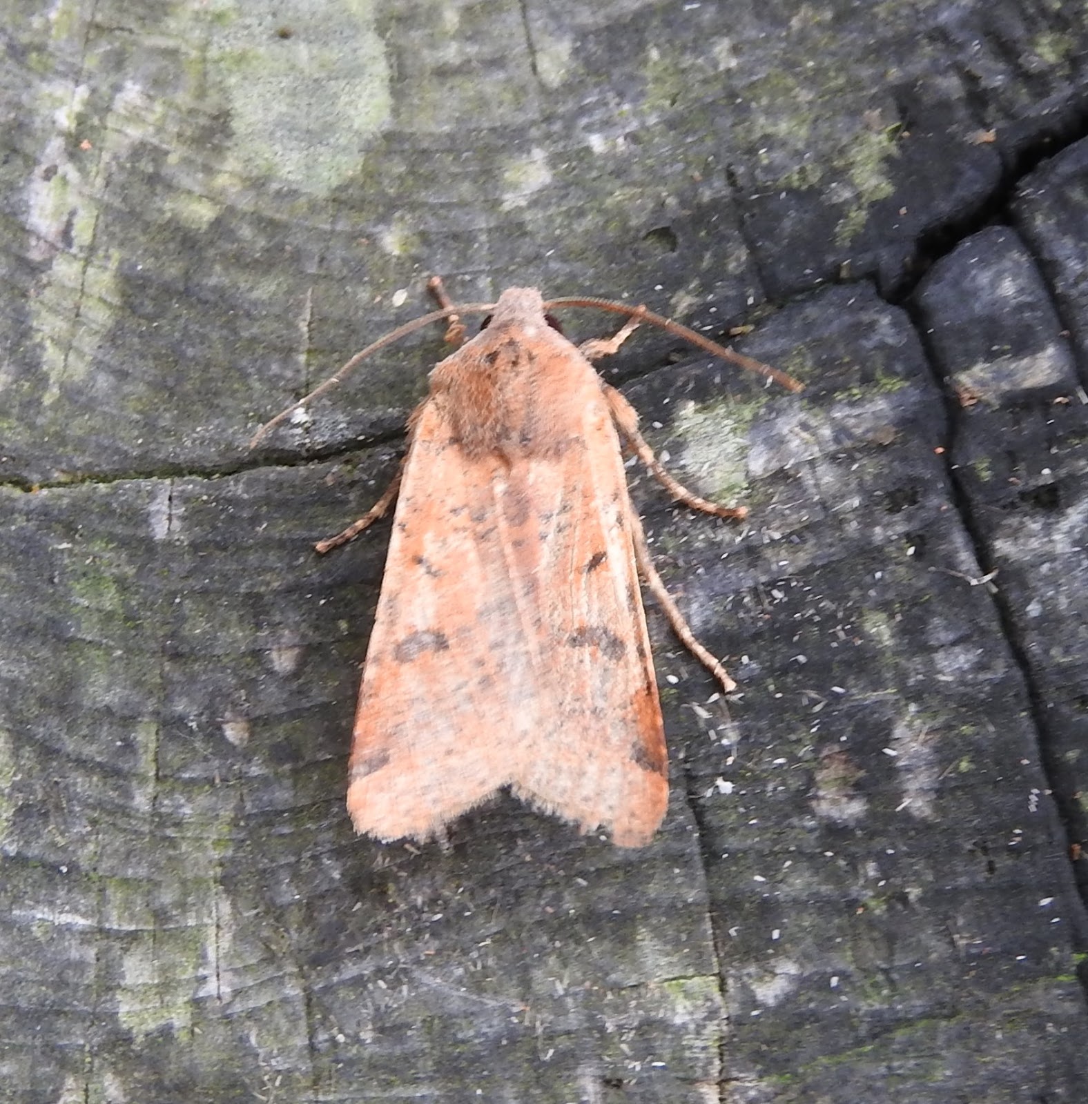 Plovers Blog: Autumn moths