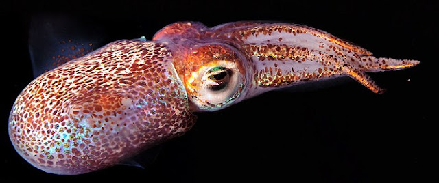 Jenis Cumi Cumi Dan Perbedaannya | IKAN DAN LAUT