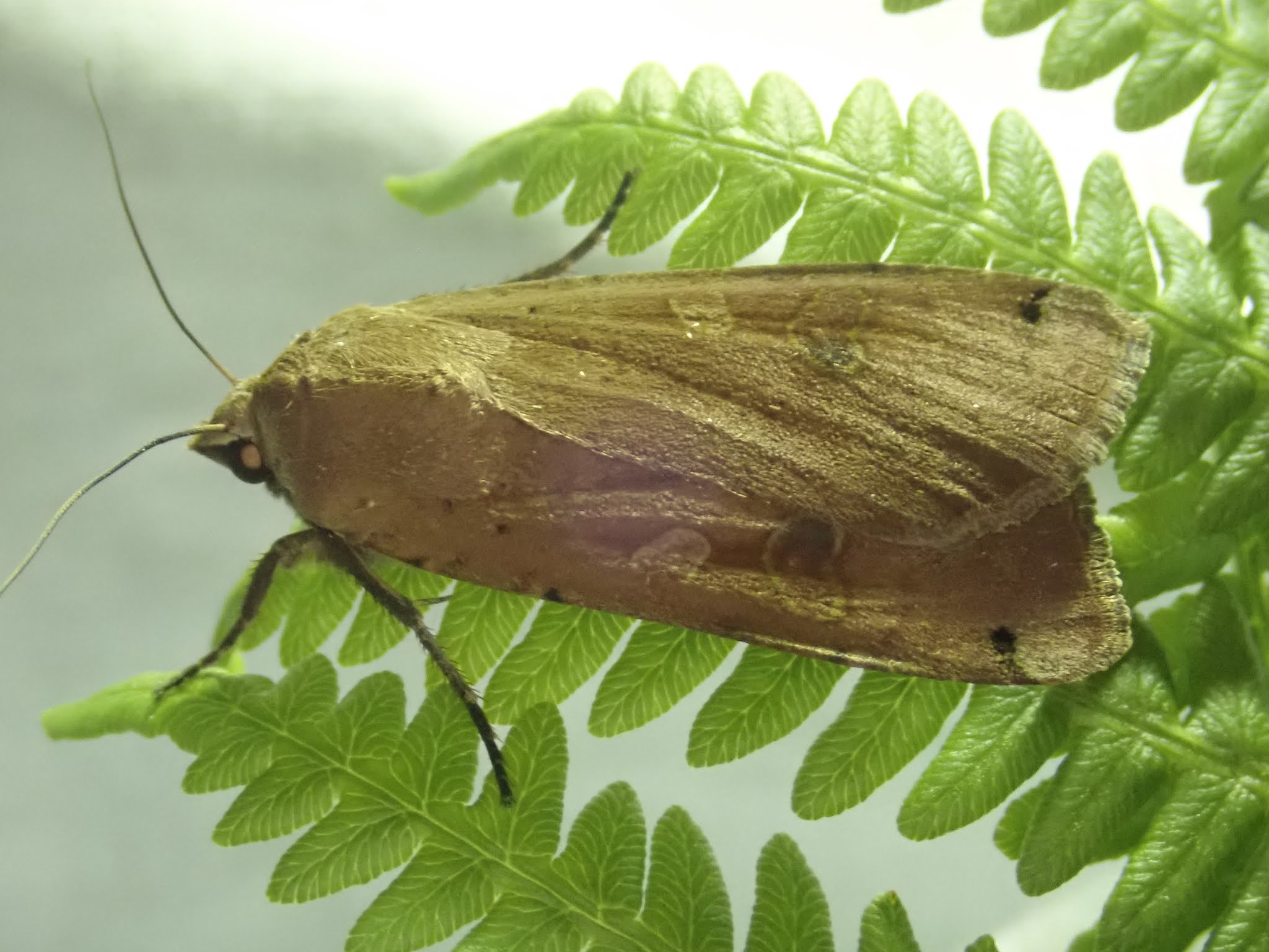 LEPIDOPTERA by Ed 3: Noctua pronuba