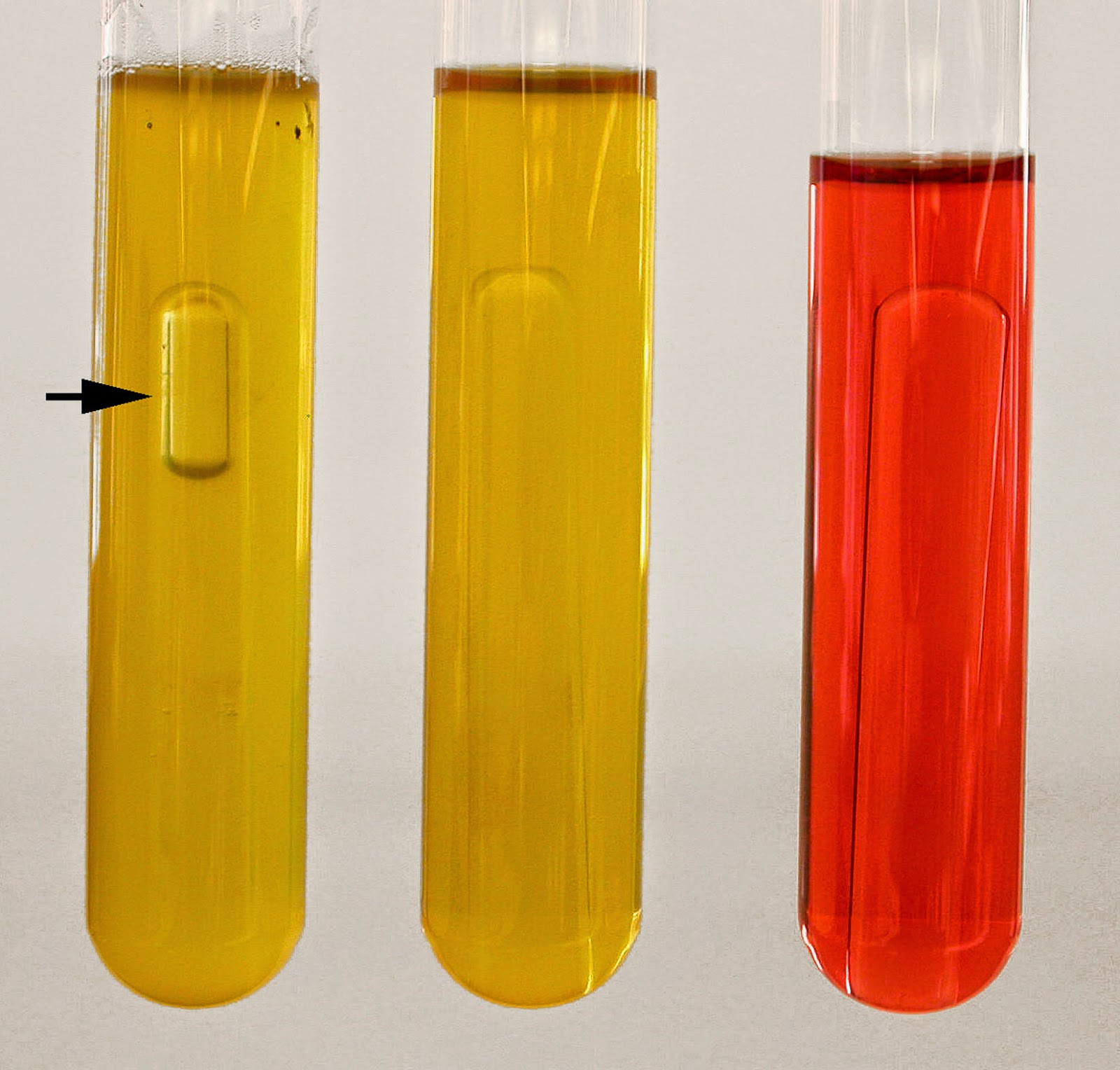 BIOLOGI I: LAPORAN PRAKTIKUM MIKROBIOLOGI UMUM IDENTIFIKASI BAKTERI ...