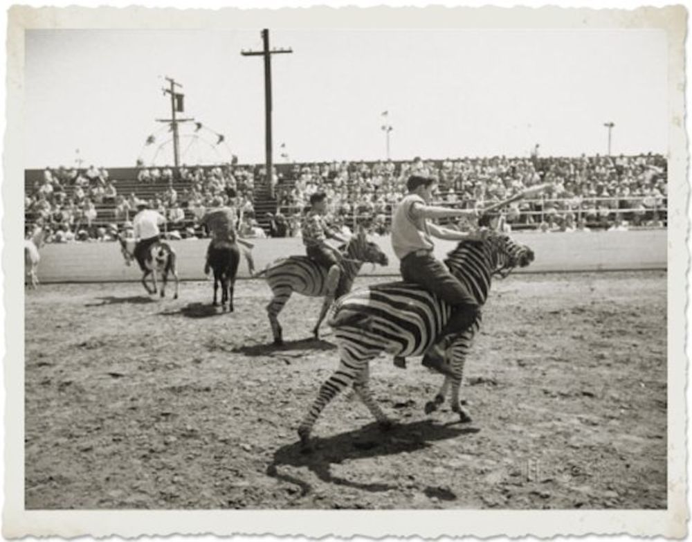 16 Vintage Photographs That Show People Riding Zebras From the Late ...